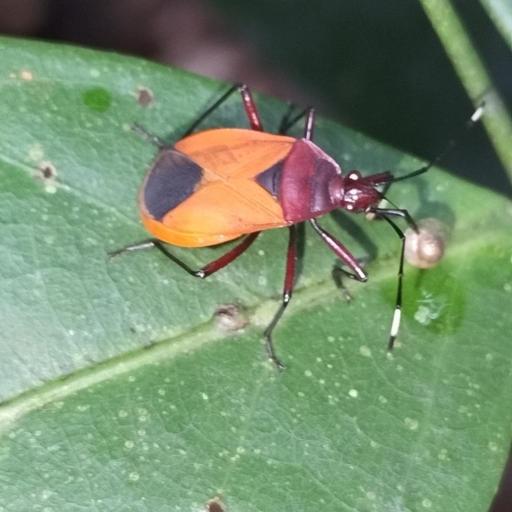 Dindymus Insect Identification Guide, Habitat & Facts