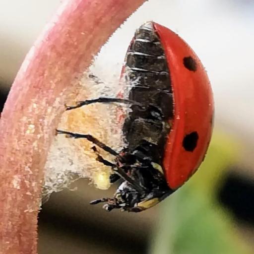 Ladybird Parasitoid Wasp (Dinocampus Coccinellae) Insect Identification ...