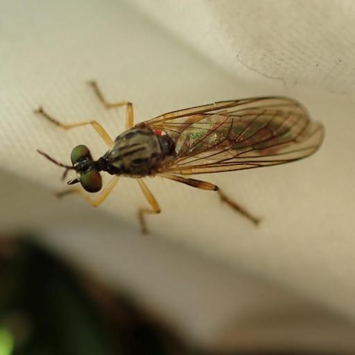 Dioctria Linearis Insect Identification Guide, Habitat & Facts