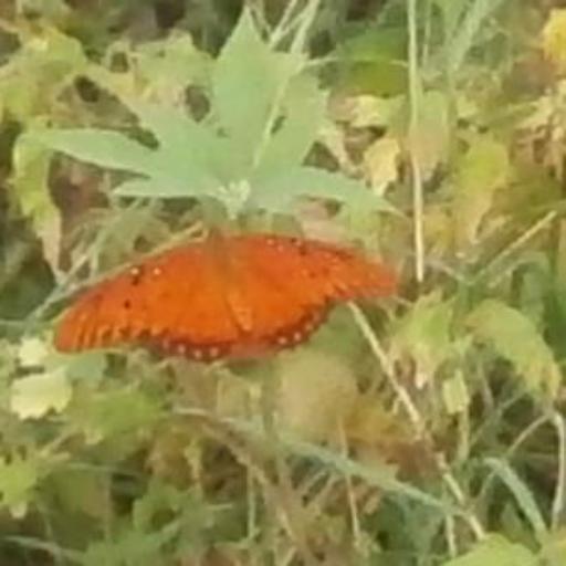 Gulf Fritillary (Dione Vanillae) Insect Identification Guide, Habitat ...