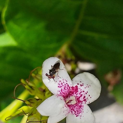 Stalk-Eyed Flies (Diopsidae) Insect Identification Guide, Habitat & Facts