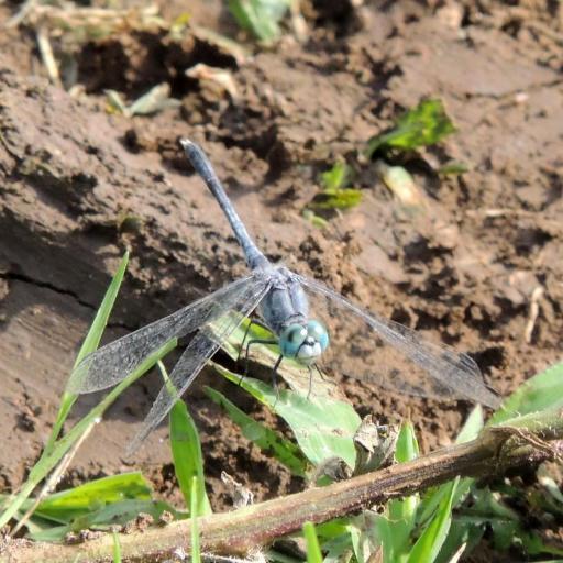 Chalky Percher (Diplacodes Trivialis) Insect Identification Guide ...