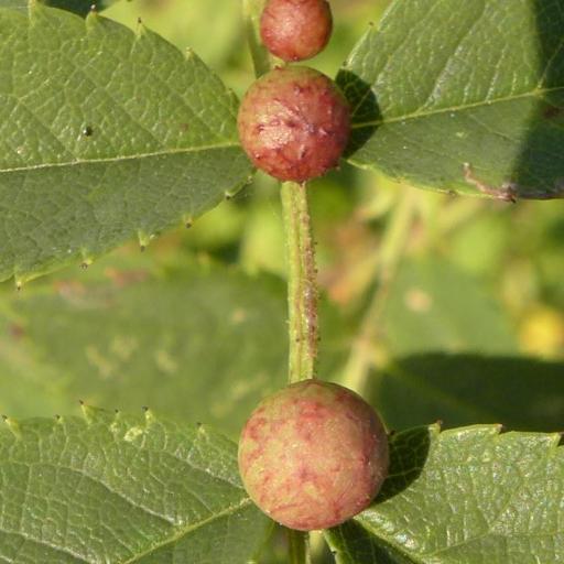 Smooth Pea Gall Wasp (Diplolepis Eglanteriae) Insect Identification ...