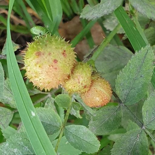 Diplolepis Mayri Insect Identification Guide, Habitat & Facts