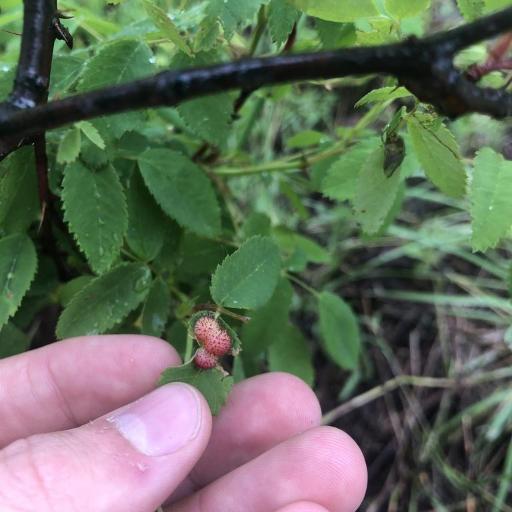 Diplolepis Polita Insect Identification Guide, Habitat & Facts