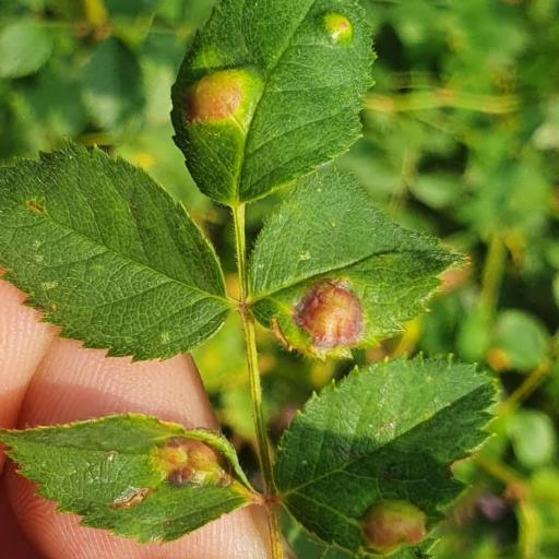 Diplolepis Spinosissimae Insect Identification Guide, Habitat & Facts