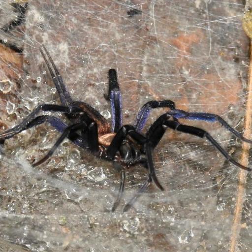 Curtain-web Spiders (Dipluridae) Insect Identification Guide, Habitat ...