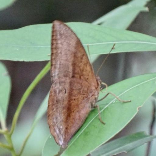 Common Duffer (Discophora Sondaica) Insect Identification Guide ...