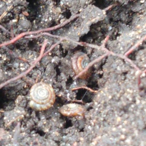 Rounded Snail (Discus Rotundatus) Insect Identification Guide, Habitat ...