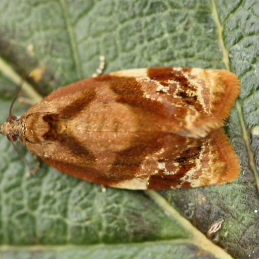 Red-Barred Tortrix (Ditula Angustiorana) Insect Identification Guide ...