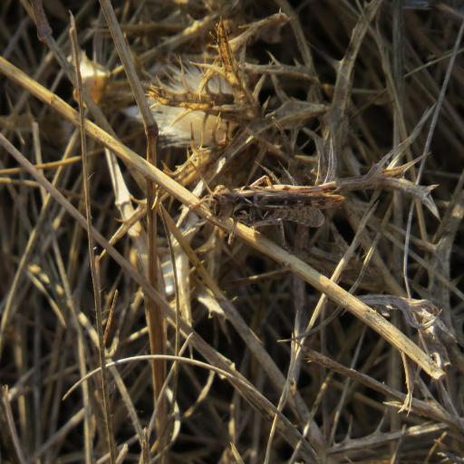 Dociostaurus Insect Identification Guide, Habitat & Facts