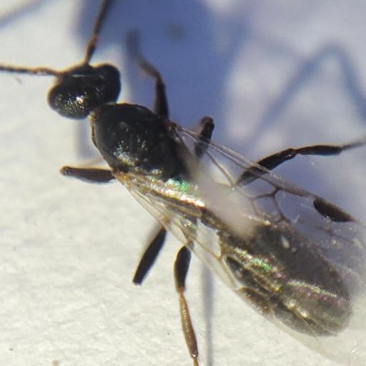 Red Postman (Heliconius Erato) Insect Identification Guide, Habitat & Facts