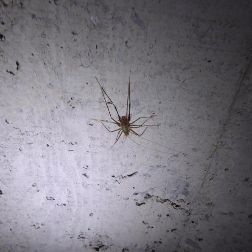 Cave Crickets (Dolichopoda) Insect Identification Guide, Habitat & Facts