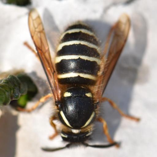 Norwegian Wasp (Dolichovespula Norwegica) Insect Identification Guide ...