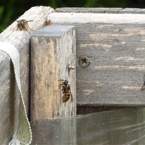 Saxon Wasp (Dolichovespula Saxonica) Insect Identification Guide ...