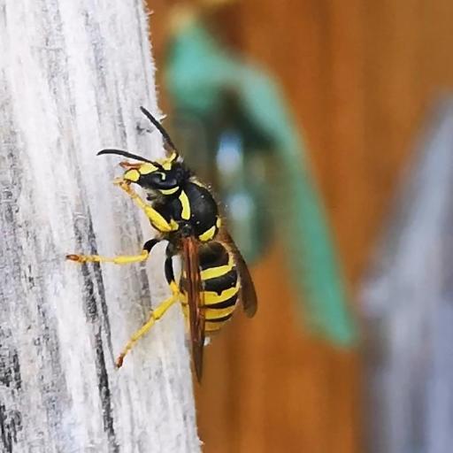 Tree Wasp (Dolichovespula Sylvestris) Insect Identification Guide ...