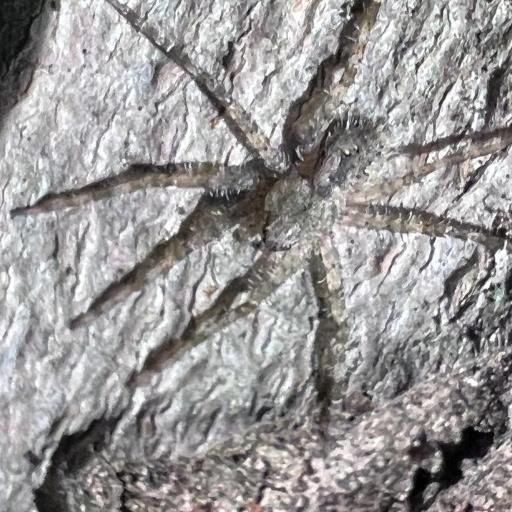 White-Banded Fishing Spider (Dolomedes Albineus) Insect Identification ...