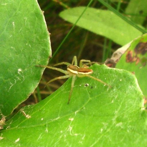 Raft Spider (Dolomedes Fimbriatus) Insect Identification Guide, Habitat ...