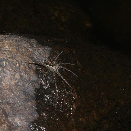 Striped Fishing Spider (Dolomedes Scriptus) Insect Identification Guide ...