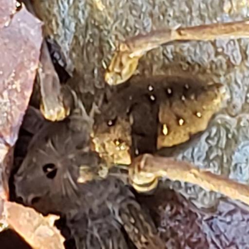 Banded Fishing Spider (Dolomedes Vittatus) Insect Identification Guide ...