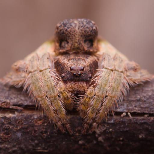 Wrap-around Spiders (Dolophones) Insect Identification Guide, Habitat ...