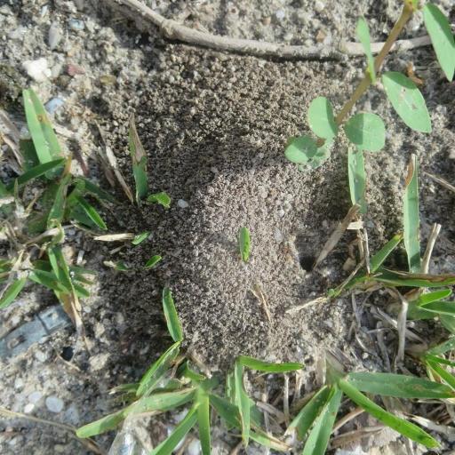 Buren's Pyramid Ant (Dorymyrmex Bureni) Insect Identification Guide ...
