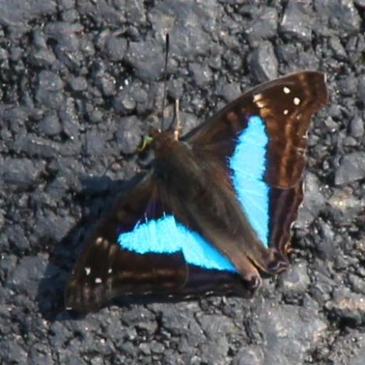 Turquoise Emperor (Doxocopa Laurentia) Insect Identification Guide ...