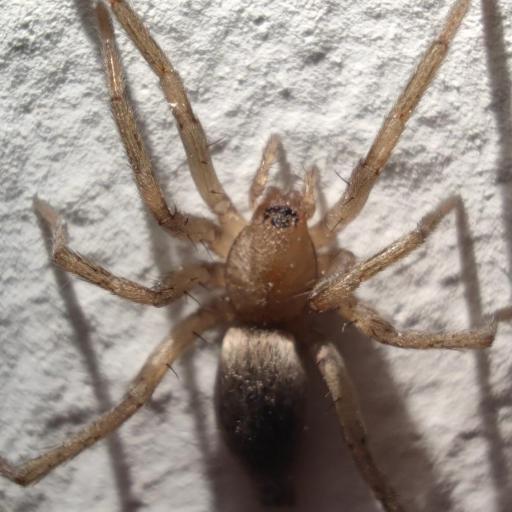 Stone Spiders (Drassodes) Insect Identification Guide, Habitat & Facts