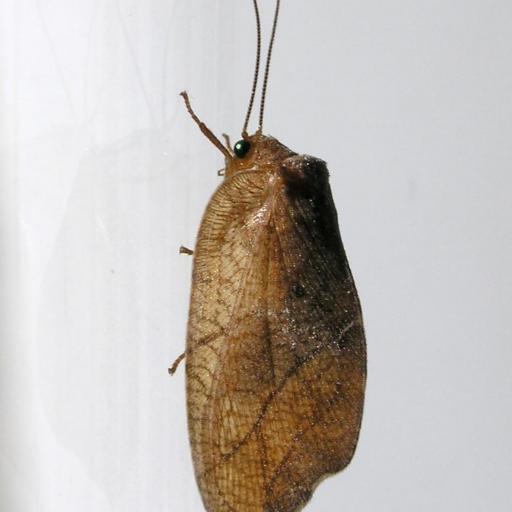Hook-Winged Lacewing (Drepanepteryx Phalaenoides) Insect Identification ...