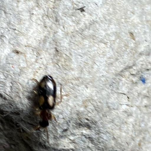 Dromius Quadrimaculatus Insect Identification Guide, Habitat & Facts