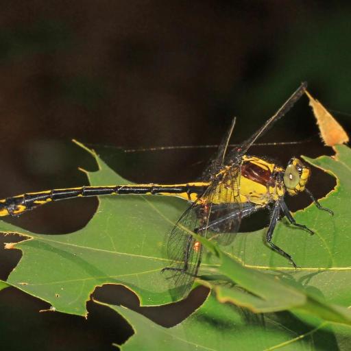 Black-shouldered Spinyleg (Dromogomphus Spinosus) Insect Identification ...