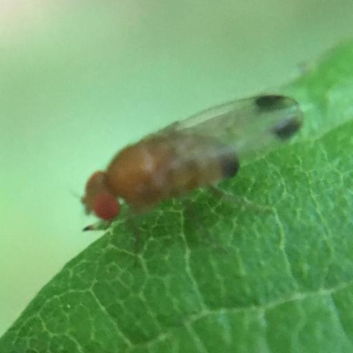Spotted-winged Drosophila (Drosophila Suzukii) Insect Identification ...
