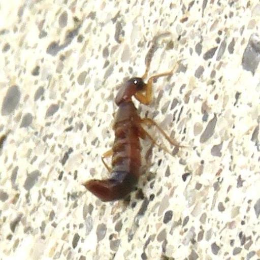 Drusilla Canaliculata Insect Identification Guide, Habitat & Facts