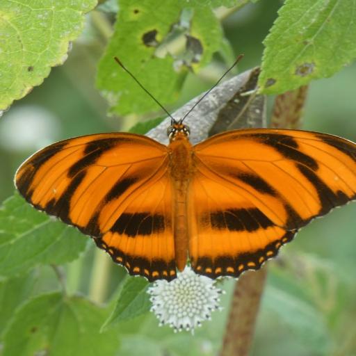 Six-spotted Fishing Spider (Dolomedes Triton) Insect Identification ...