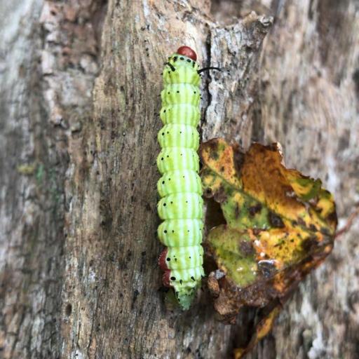 Rosy Maple Moth (Dryocampa Rubicunda) Insect Identification Guide ...