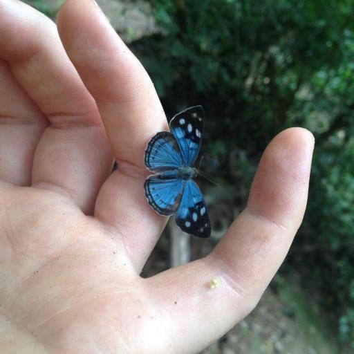 Sailors (Dynamine) Insect Identification Guide, Habitat & Facts