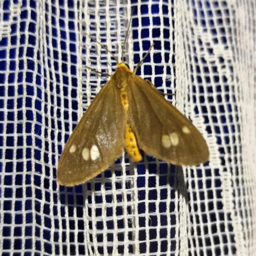 The Handmaid (Dysauxes Ancilla) Insect Identification Guide, Habitat ...