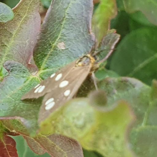 Dysauxes Punctata Insect Identification Guide, Habitat & Facts