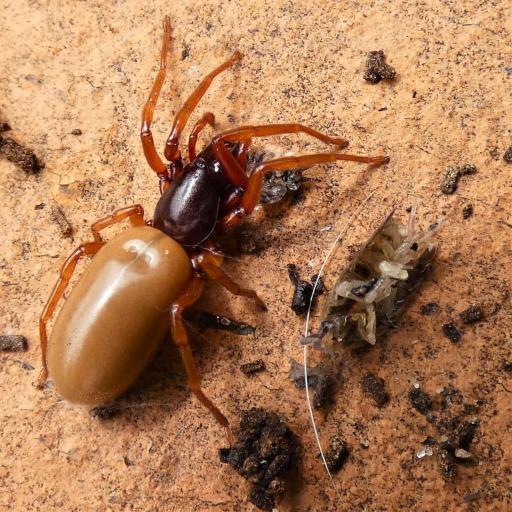 Lesser Woodlouse Spider (Dysdera Erythrina) Insect Identification Guide ...