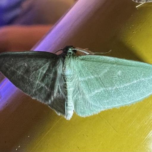 Bad-Wing Moth (Dyspteris Abortivaria) Insect Identification Guide ...