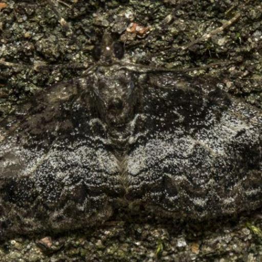 Marbled Carpet Moth (Dysstroma Truncata) Insect Identification Guide ...
