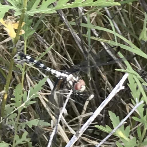 Checkered Setwing (Dythemis Fugax) Insect Identification Guide, Habitat & Facts