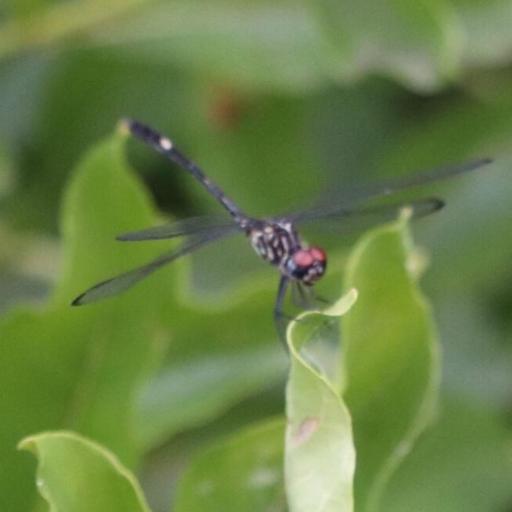 Swift Setwing (Dythemis Velox) Insect Identification Guide, Habitat & Facts
