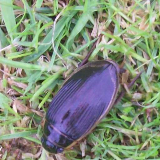 Wasp Great Diving-beetle (Dytiscus Circumflexus) Insect Identification ...