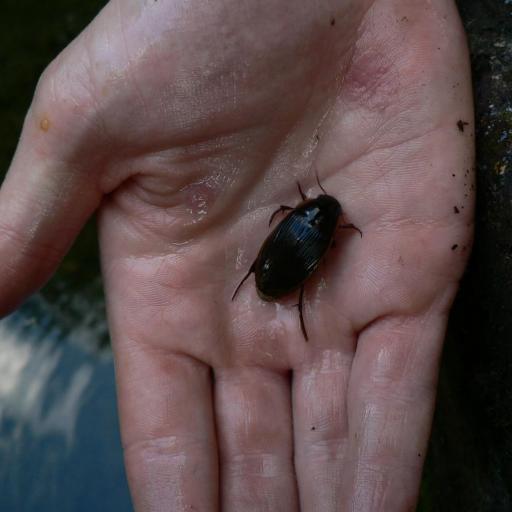Black-bellied Great Diving-beetle (Dytiscus Semisulcatus) Insect ...