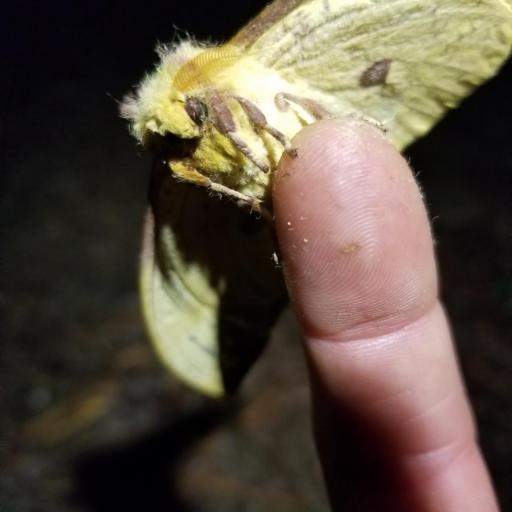 Imperial Moth (Eacles Imperialis) Insect Identification Guide, Habitat ...