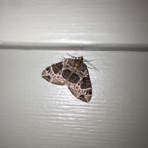 Small Phoenix (Ecliptopera Silaceata) Insect Identification Guide ...