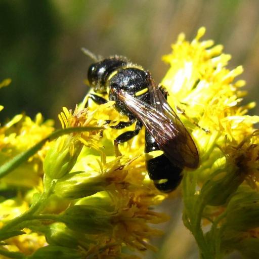 Common Ectemnius (Ectemnius Continuus) Insect Identification Guide, Habitat & Facts