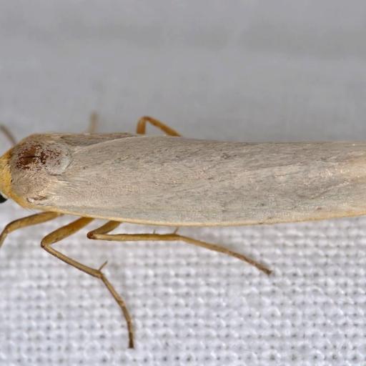 Hoary Footman (Eilema Caniola) Insect Identification Guide, Habitat & Facts