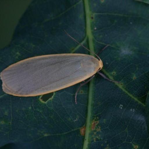 Dingy Footman (Eilema Griseola) Insect Identification Guide, Habitat ...
